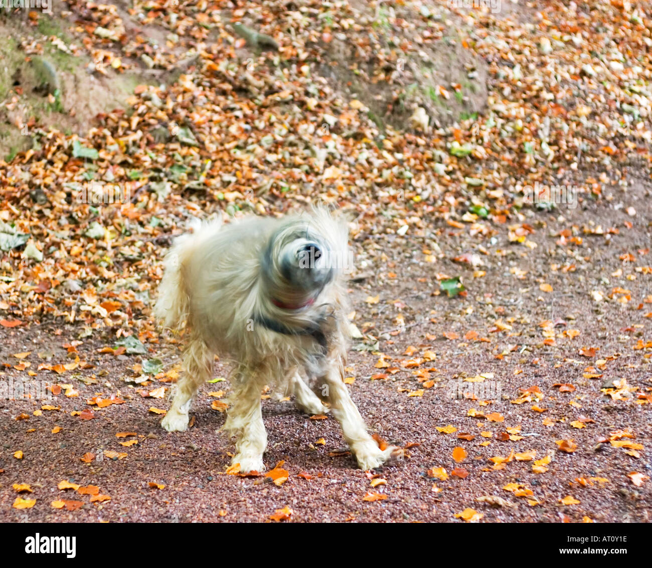 Dog shaking off water from itself Stock Photo - Alamy