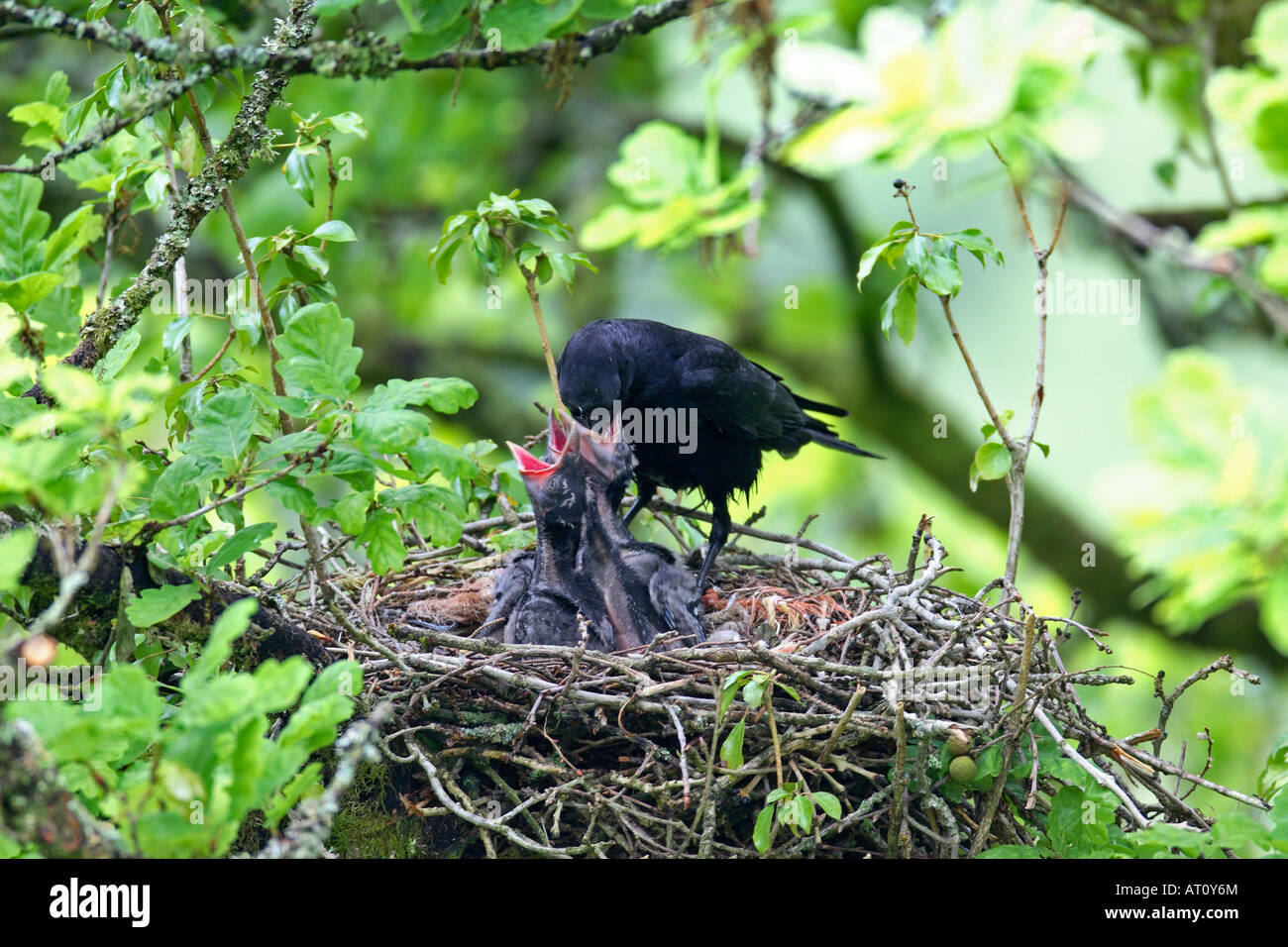 CARRION CROW CORVUS CORONE FEMALE FEEDING YOUNG AT NEST Stock Photo - Alamy