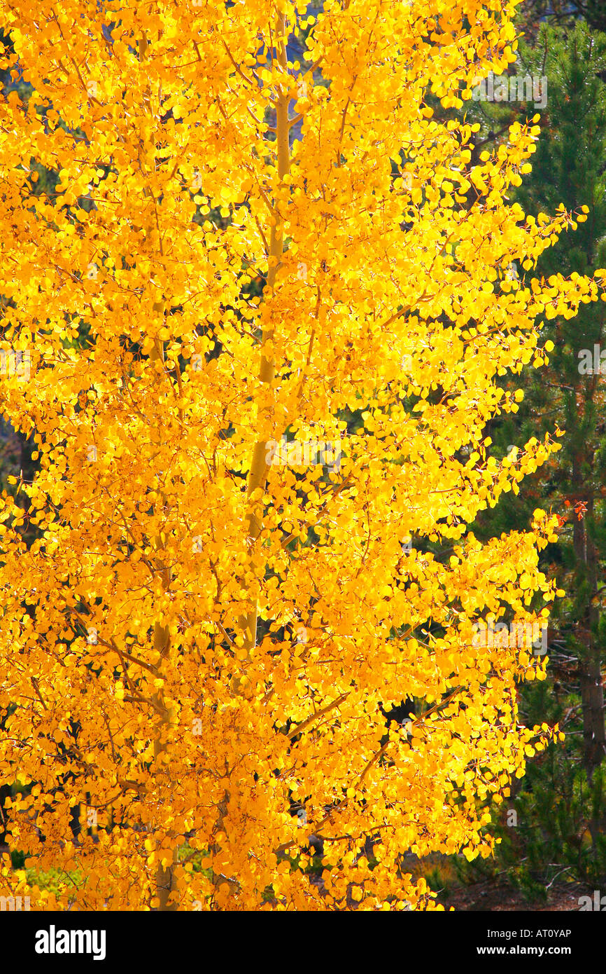 San Isabel National Forest in autumn, Colorado Stock Photo - Alamy