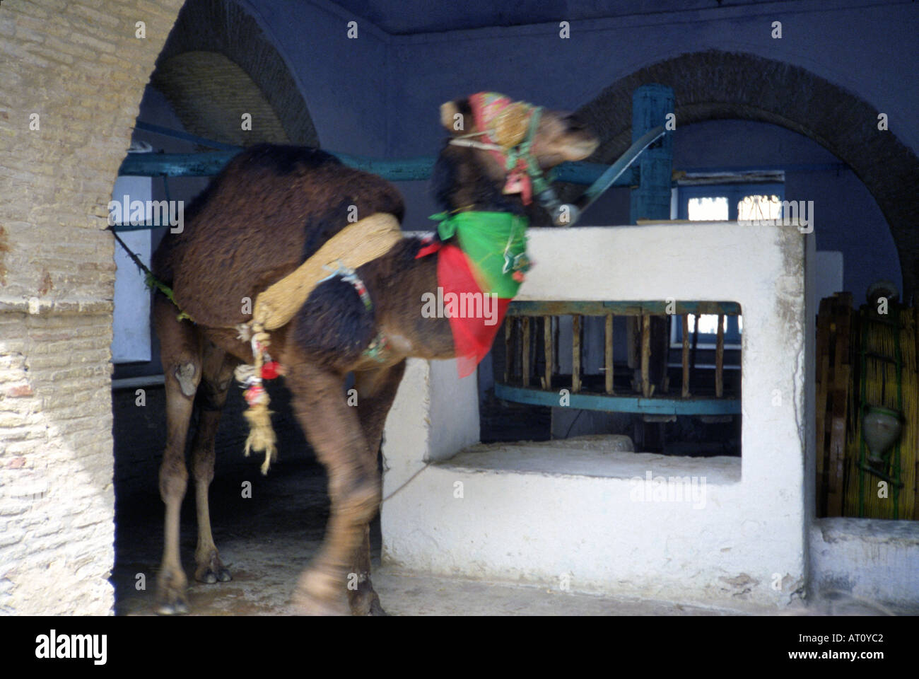 camel working and walking Stock Photo - Alamy