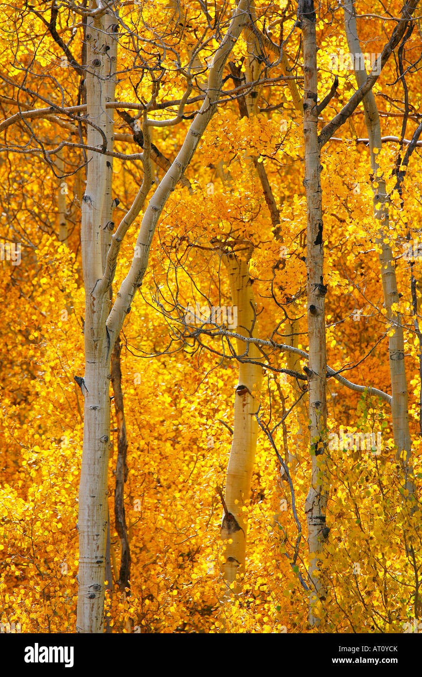 San Isabel National Forest in autumn, Colorado Stock Photo - Alamy