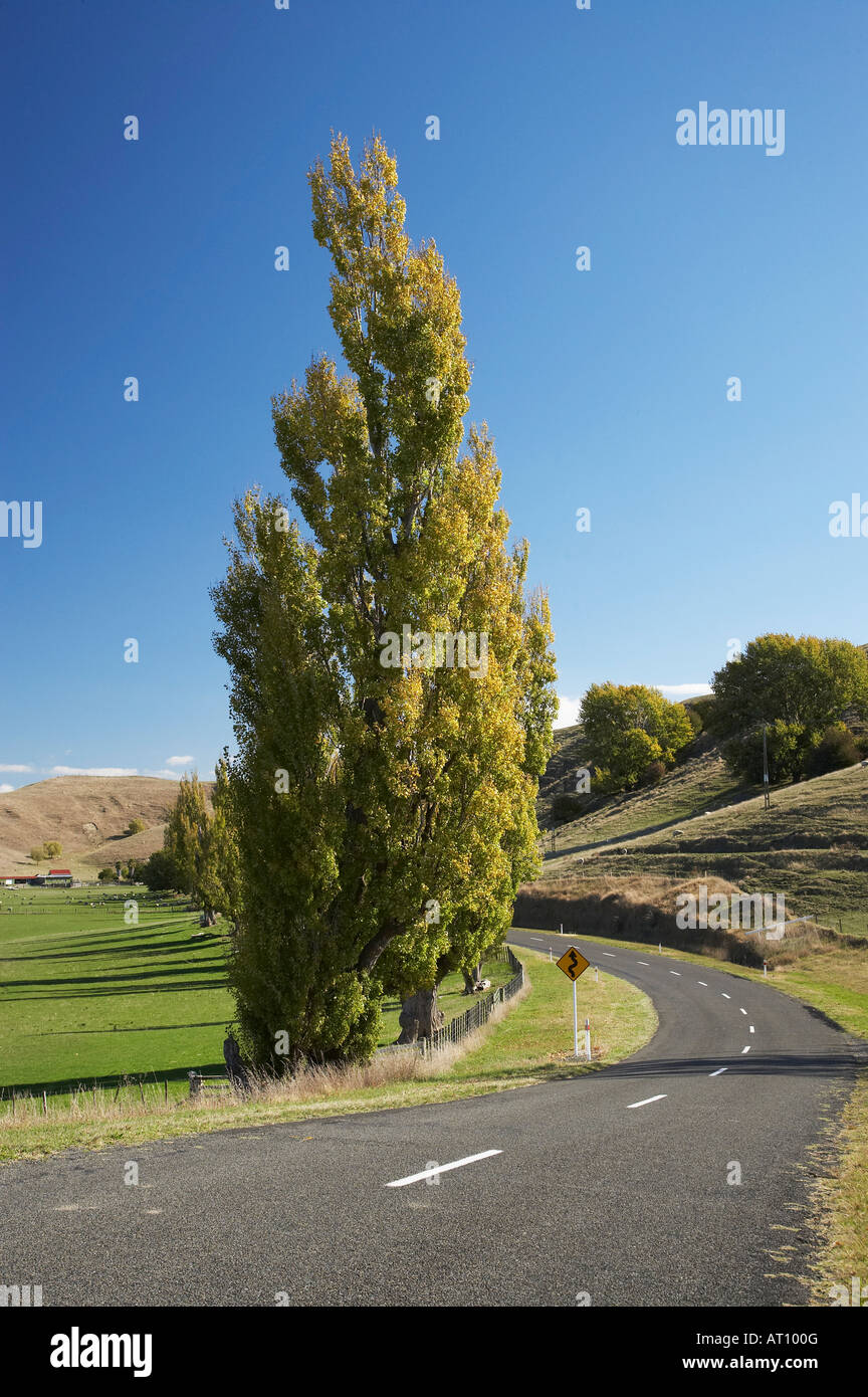 Road and Poplar Trees near Puketapu near Napier Hawkes Bay North Island ...