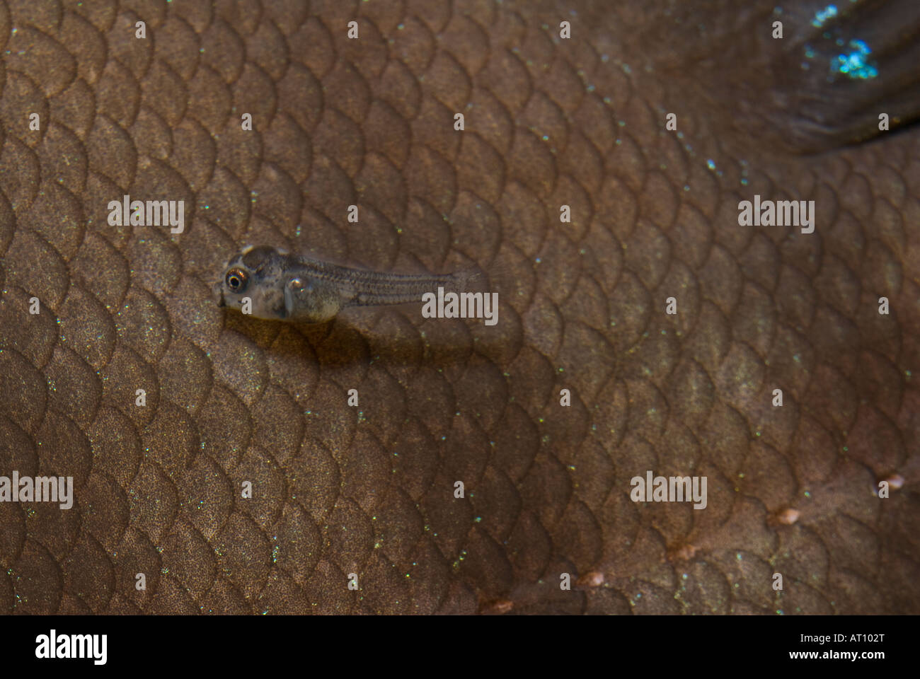 Discus fish feed hi-res stock photography and images - Alamy