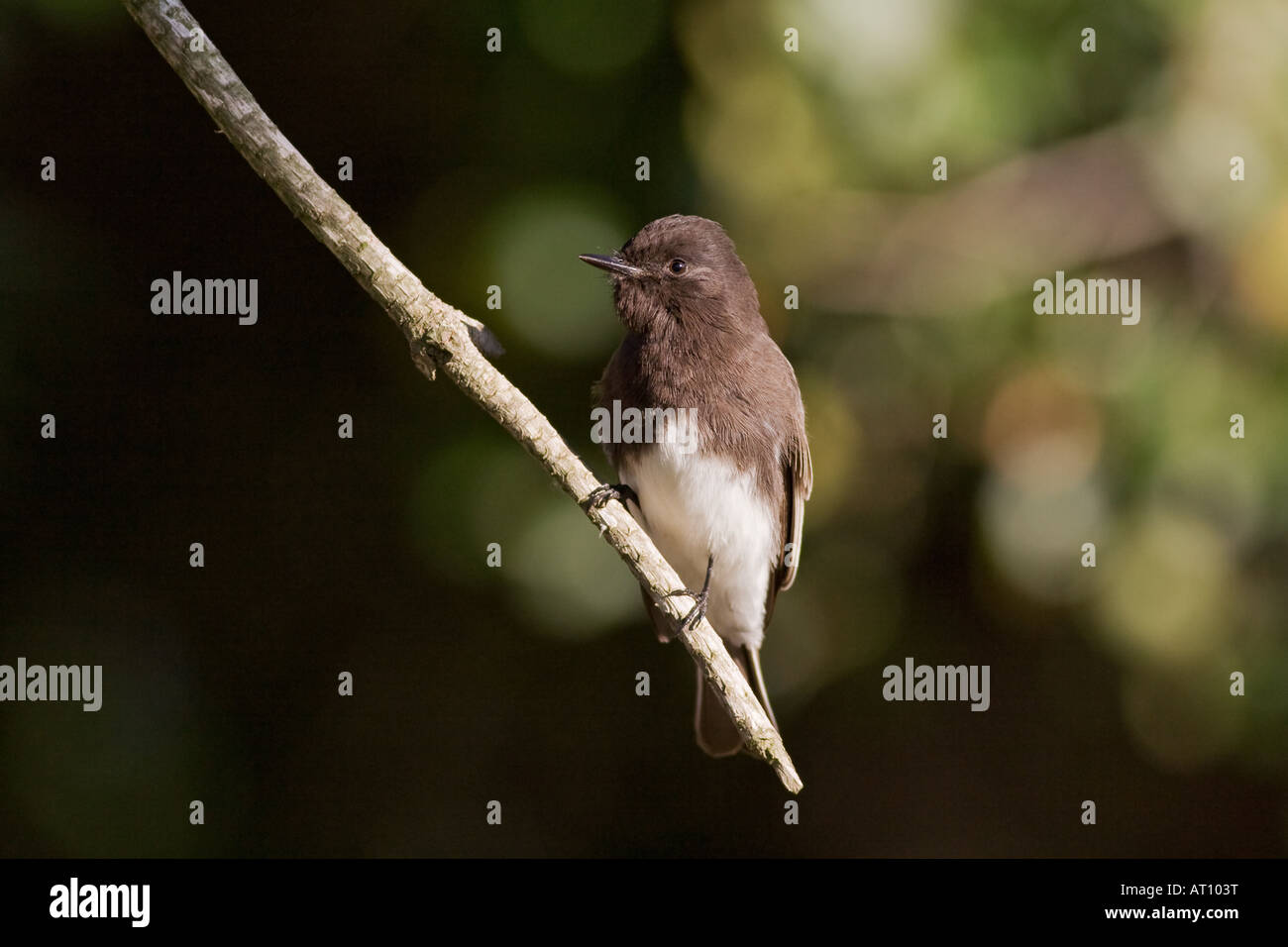 Black Phoebe perched on a branch in bright light Stock Photo - Alamy