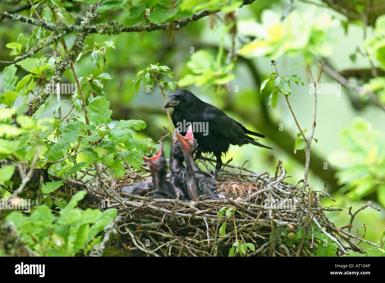 Carrion crow nest hi-res stock photography and images - Alamy