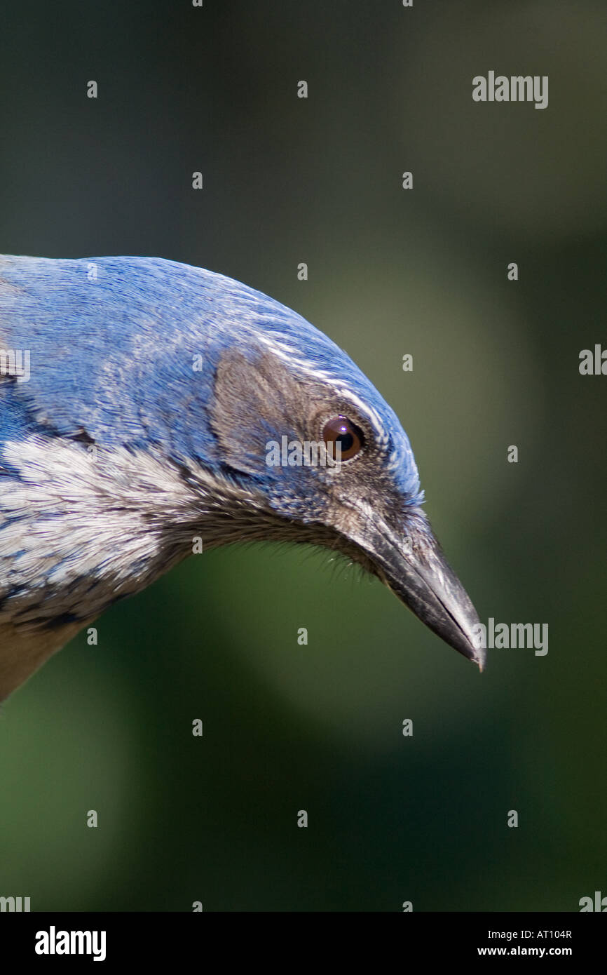 Portrait of a Western Scrub Jay, Menlo Park, California Stock Photo - Alamy