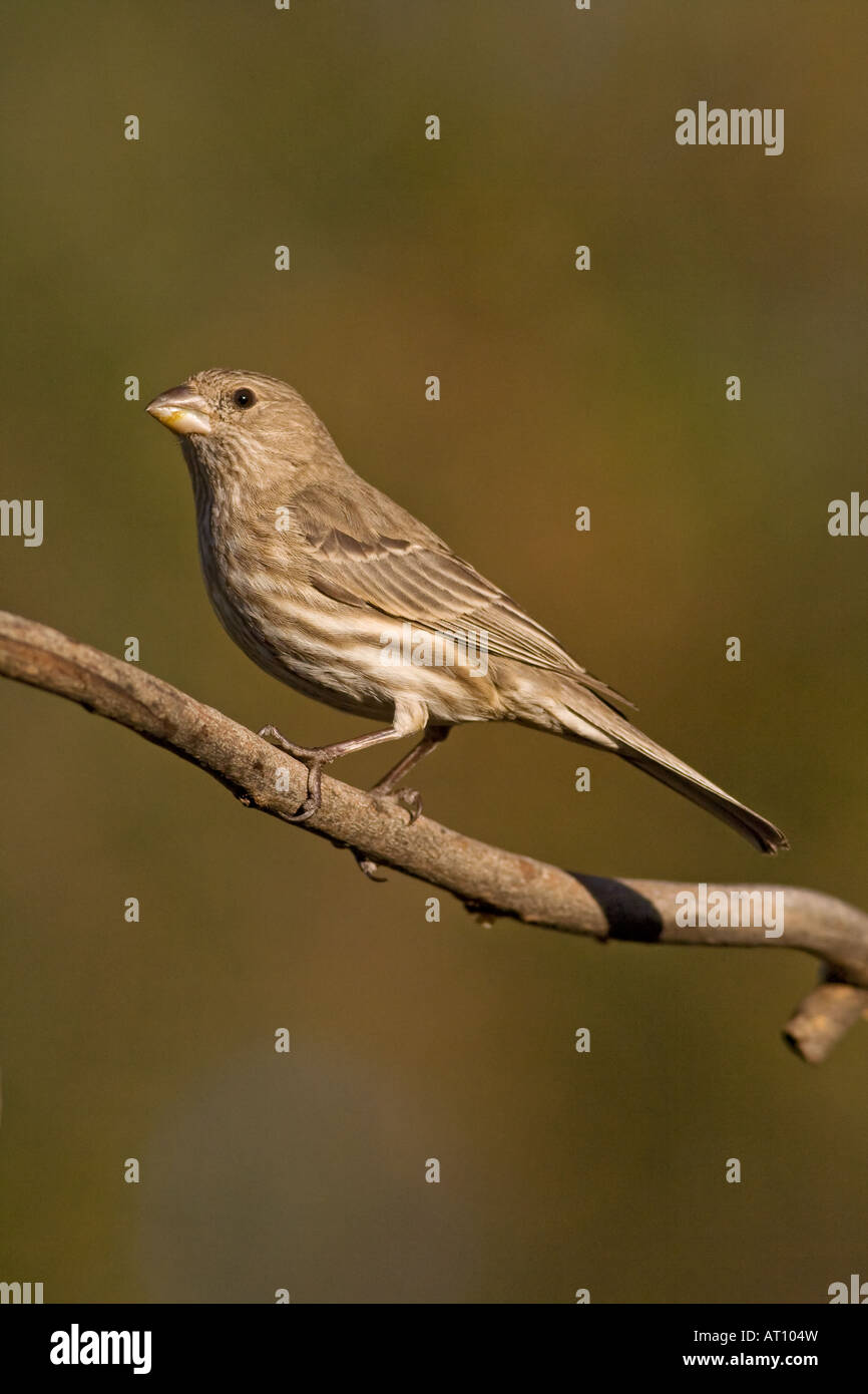 Profile of house finch hi-res stock photography and images - Alamy
