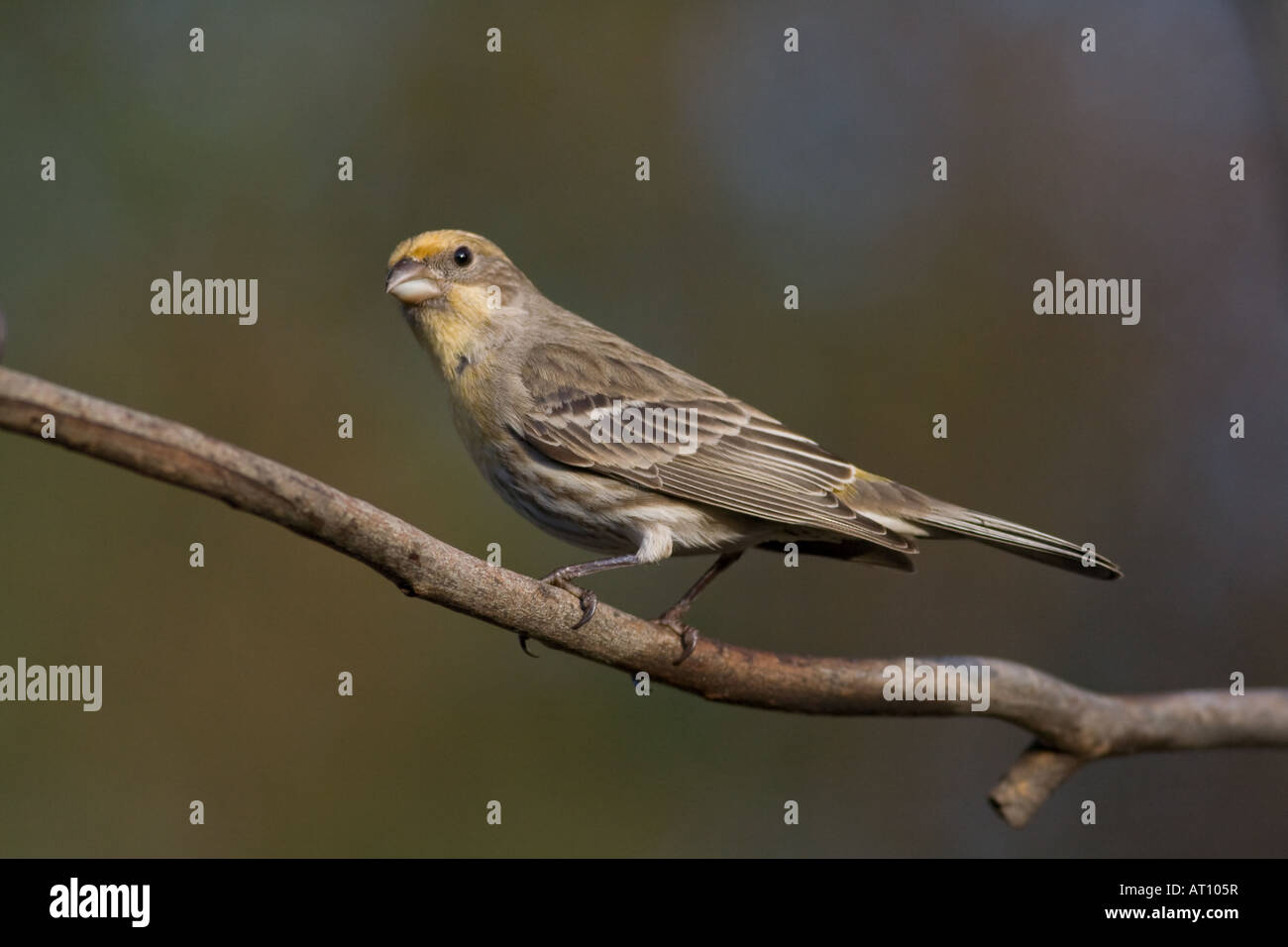 House Finch perched in the afternoon light, Central California Stock ...