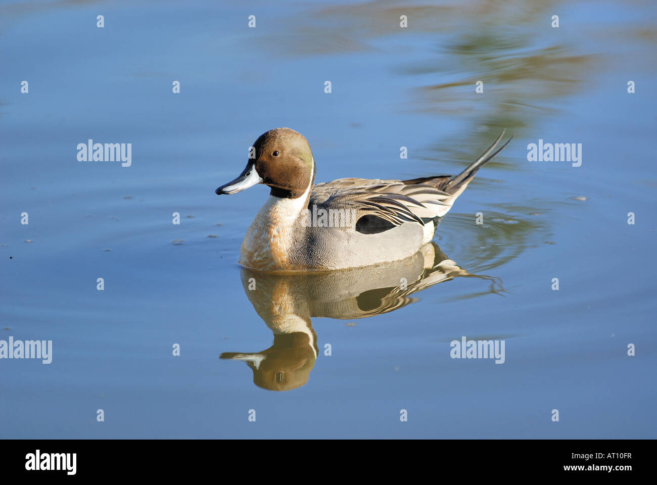 Adult pintail hi-res stock photography and images - Alamy