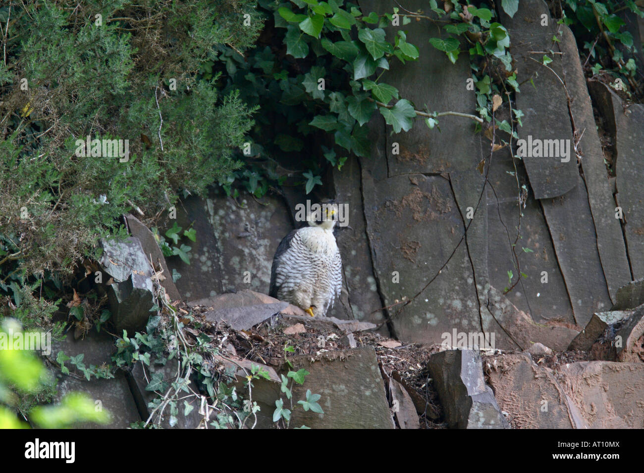 PEREGRINE FALCON FALCO PEREGRINUS TIERCEL AT NEST ON ROCK LEDGE FV ...