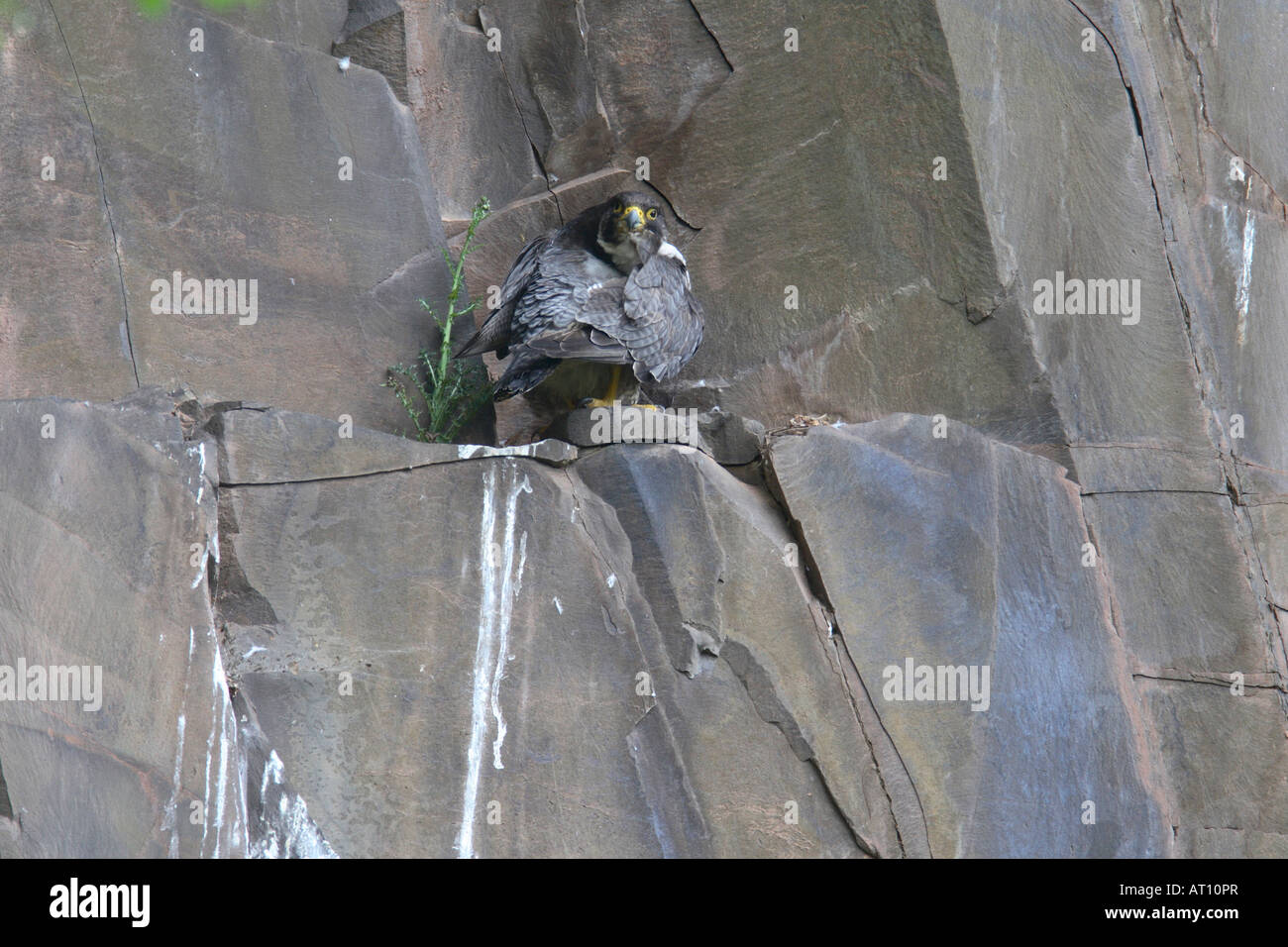 PEREGRINE FALCON FALCO PEREGRINUS FALCON PERCHING ON ROCK LEDGE BELOW ...