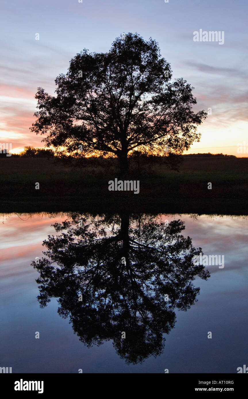 Silhouetted Tree and Sunset Reflected in Pond Barren County Kentucky ...