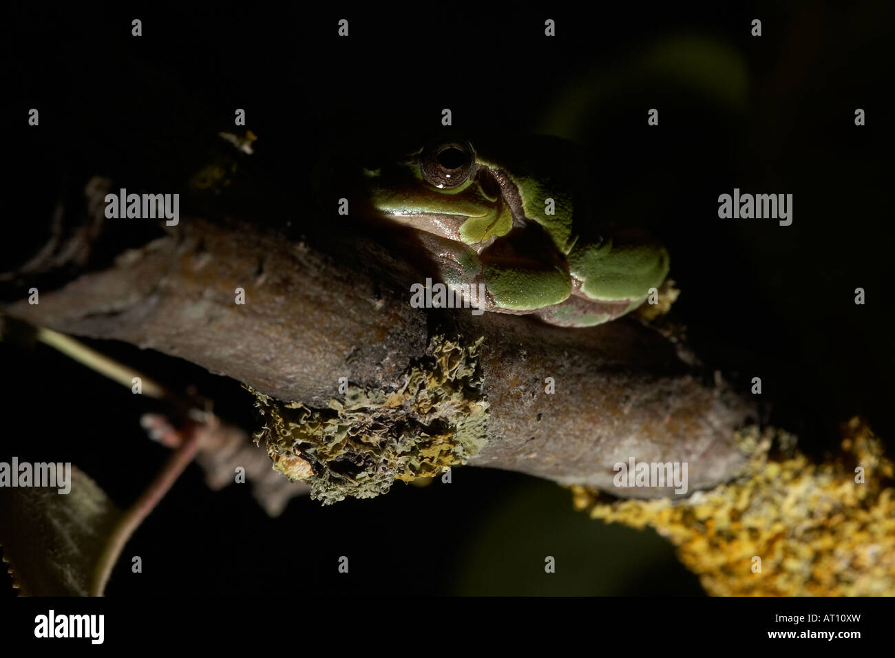 Italian Tree Frog Hyla intermedia Central Italy Stock Photo - Alamy