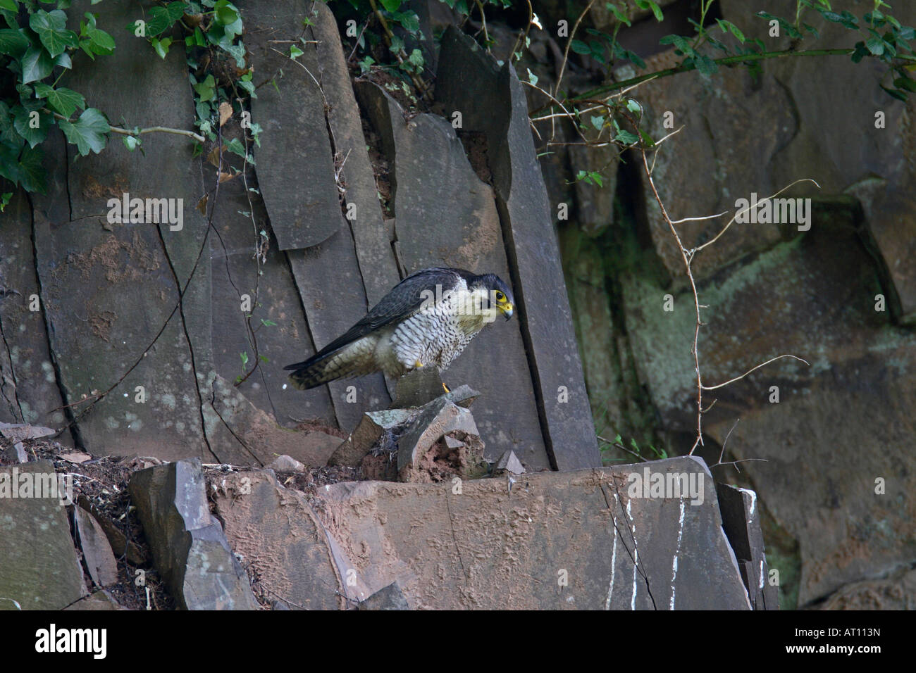 PEREGRINE FALCON FALCO PEREGRINUS TIERCEL ON ROCK LEDGE Stock Photo - Alamy