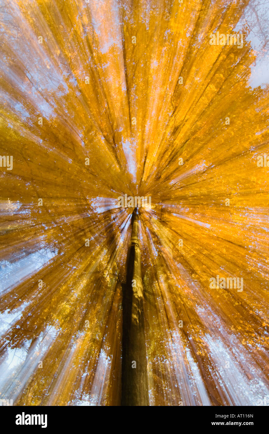 Zoom Effect of Autumn Maple Tree in Bernheim Arboretum and Research ...