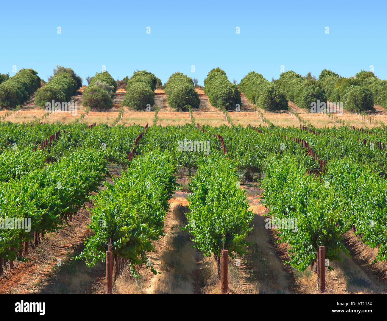 grape vines and orange bushes growing in rows in an orchard Stock Photo ...