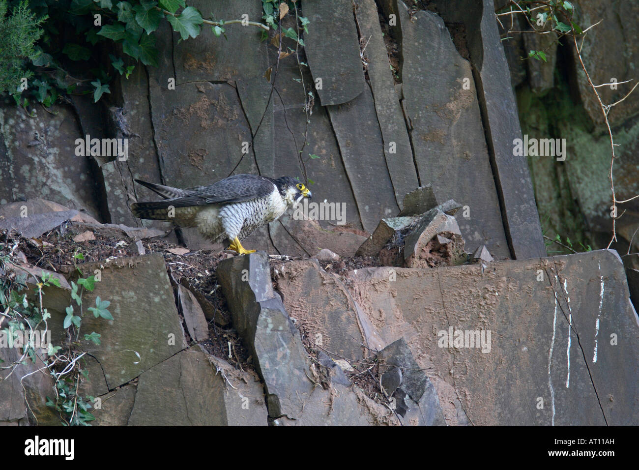 PEREGRINE FALCON FALCO PEREGRINUS TIERCEL WALKING ALONG ROCK LEDGE ...