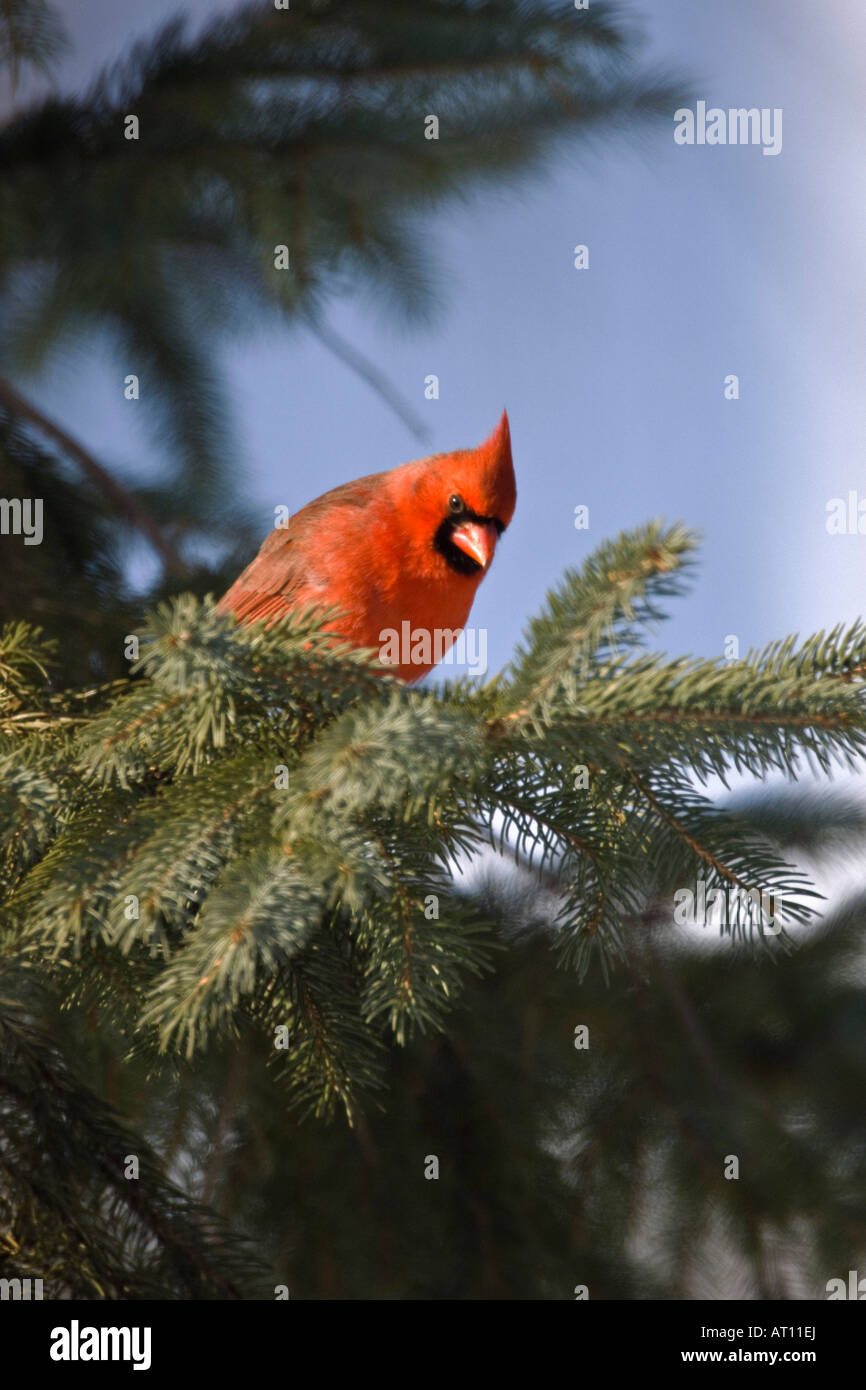 Cardinal sitting in tree hi-res stock photography and images - Alamy