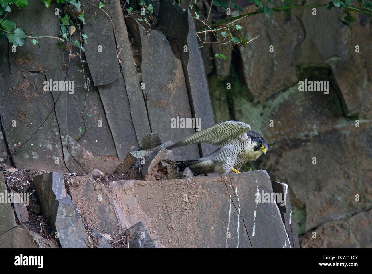 PEREGRINE FALCON FALCO PEREGRINUS TIERCEL TAKING OFF FROM ROCK LEDGE ...