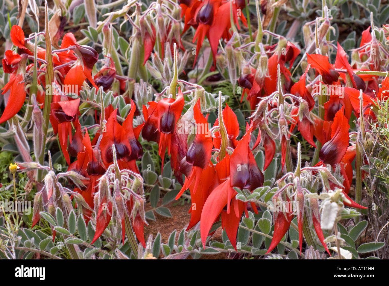 sturts desert pea in broken hill living desert park Stock Photo - Alamy
