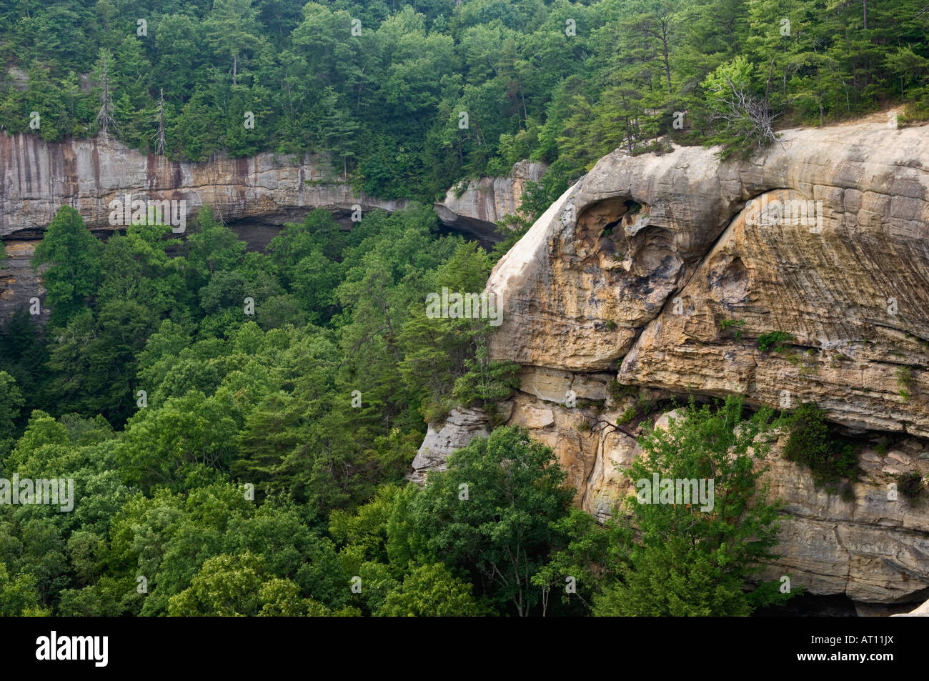 Sandstone Cliffs and Forest at Red River Gorge Geological Area Menifee ...