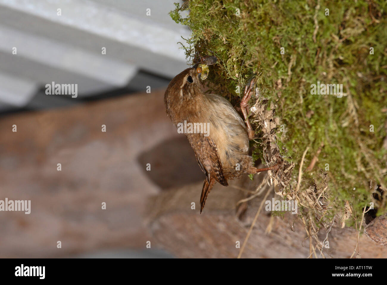 WREN TROGLODYTES TROGLODYTES FEEDING YOUNG IN NEST IN BARN Stock Photo ...
