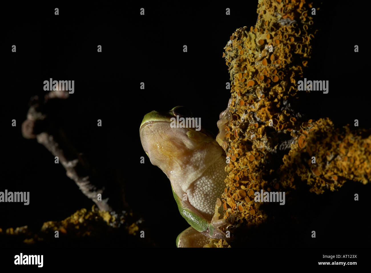 Italian Tree Frog Hyla intermedia Central Italy Stock Photo - Alamy