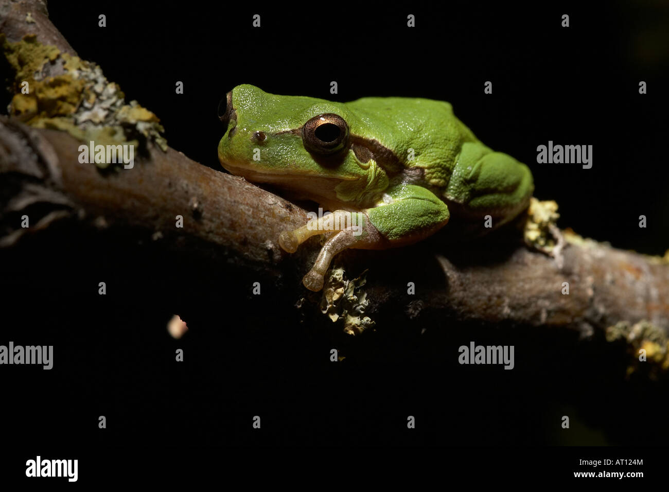 Italian Tree Frog Hyla intermedia Central Italy Stock Photo - Alamy