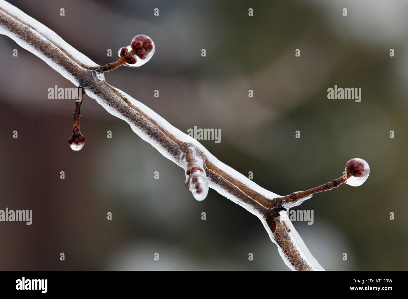 Maple tree buds hi-res stock photography and images - Alamy