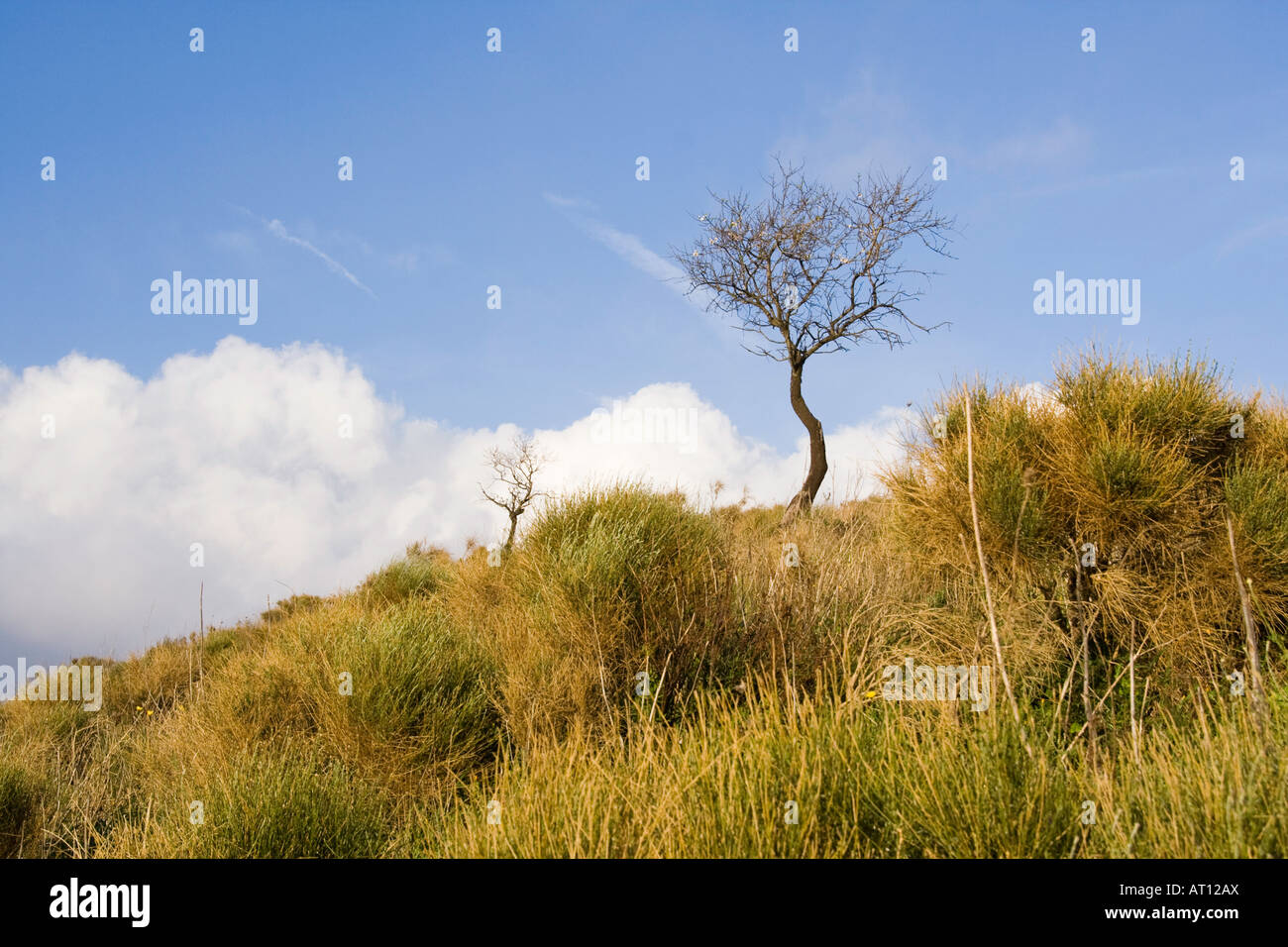 An almond tree Stock Photo - Alamy