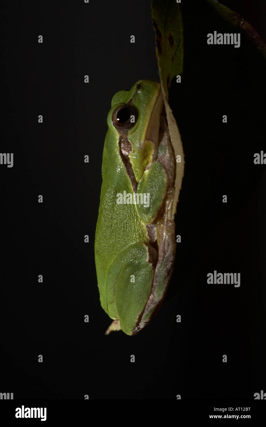 Italian Tree Frog Hyla intermedia Central Italy Stock Photo - Alamy