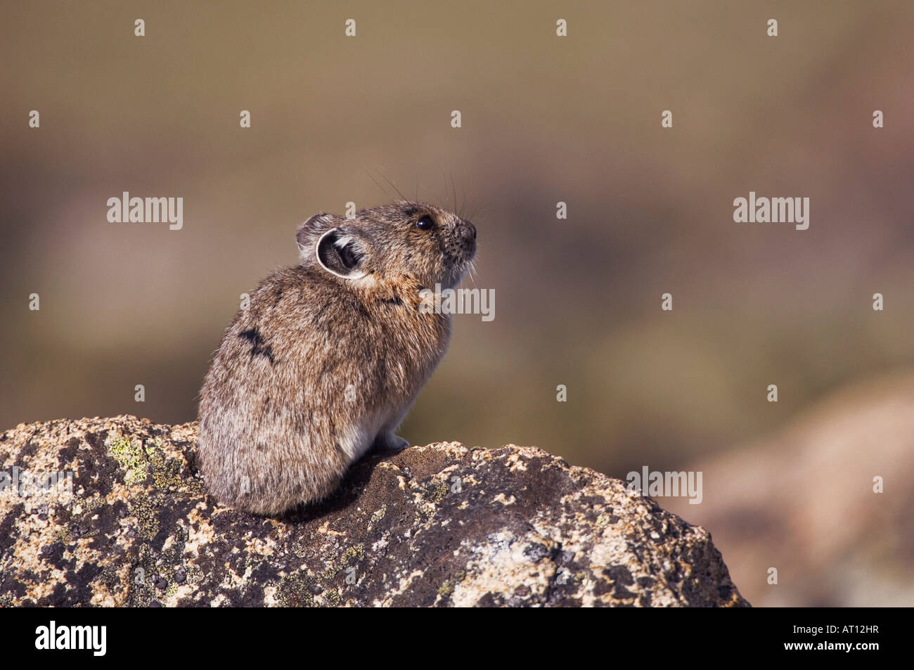 American pika rocky mountains colorado hi-res stock photography and ...