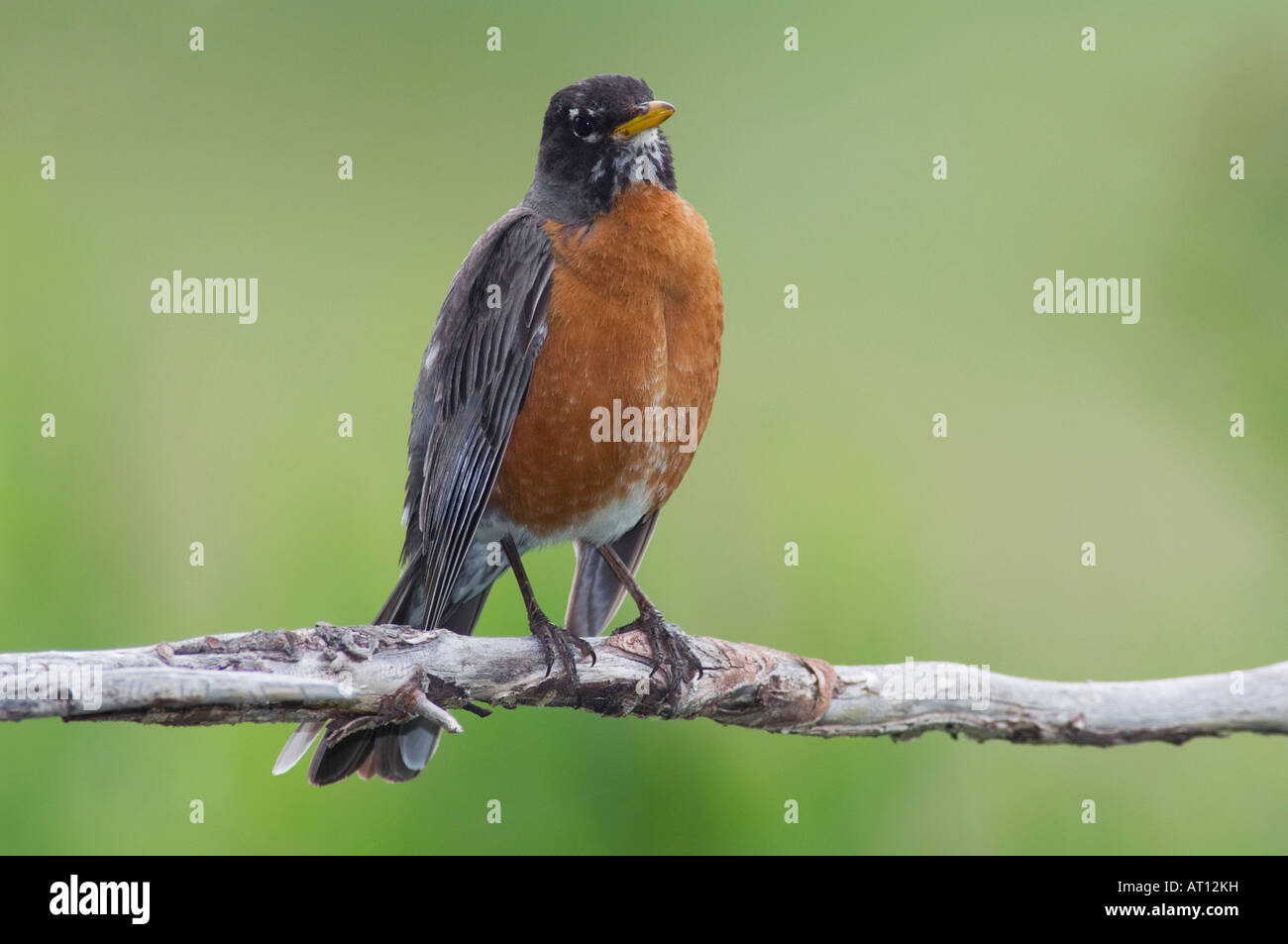 American robin spring singing hi-res stock photography and images - Alamy