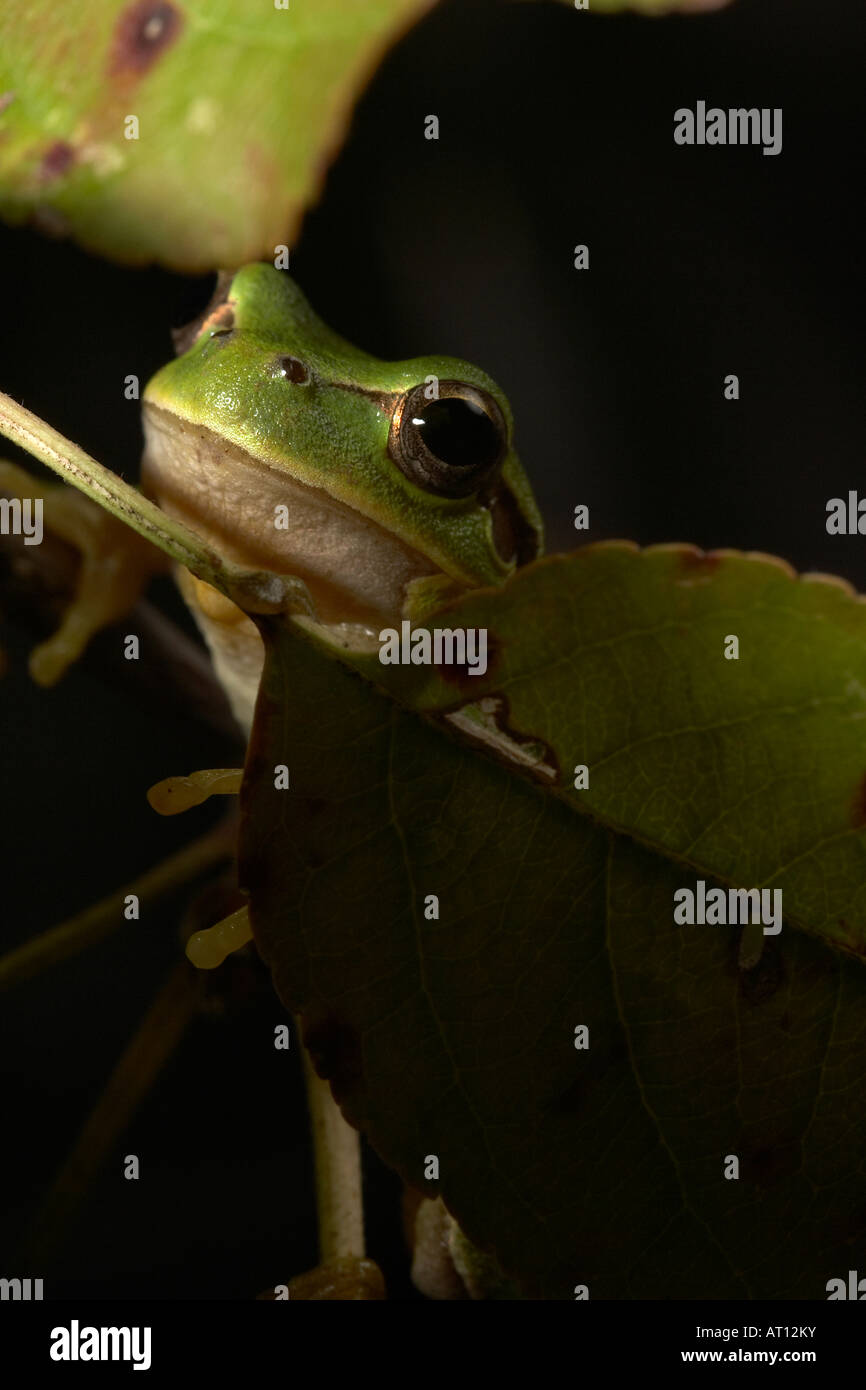 Italian Tree Frog Hyla intermedia Central Italy Stock Photo - Alamy