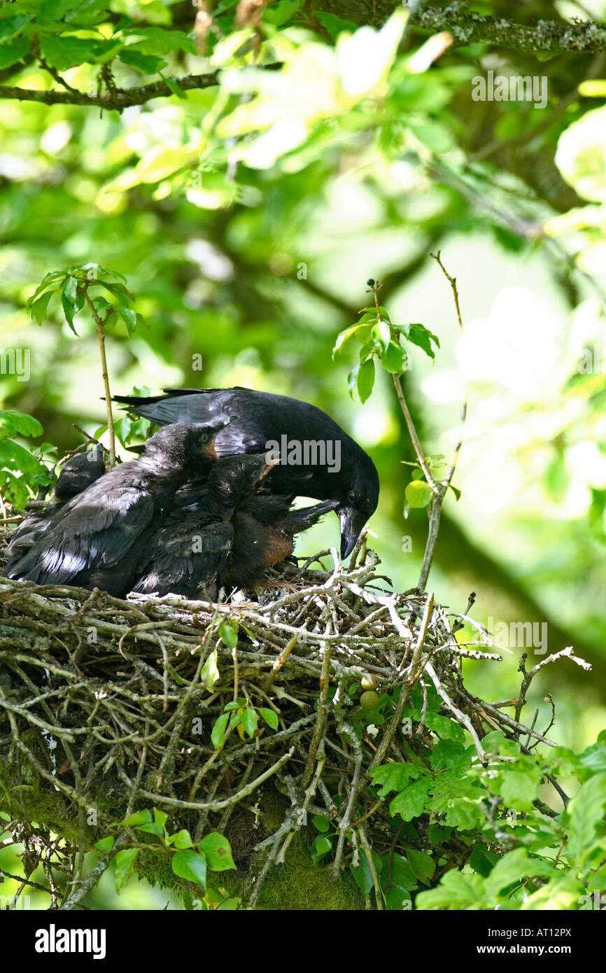 CARRION CROW CORVUS CORONE FEEDING YOUNG IN NEST Stock Photo - Alamy