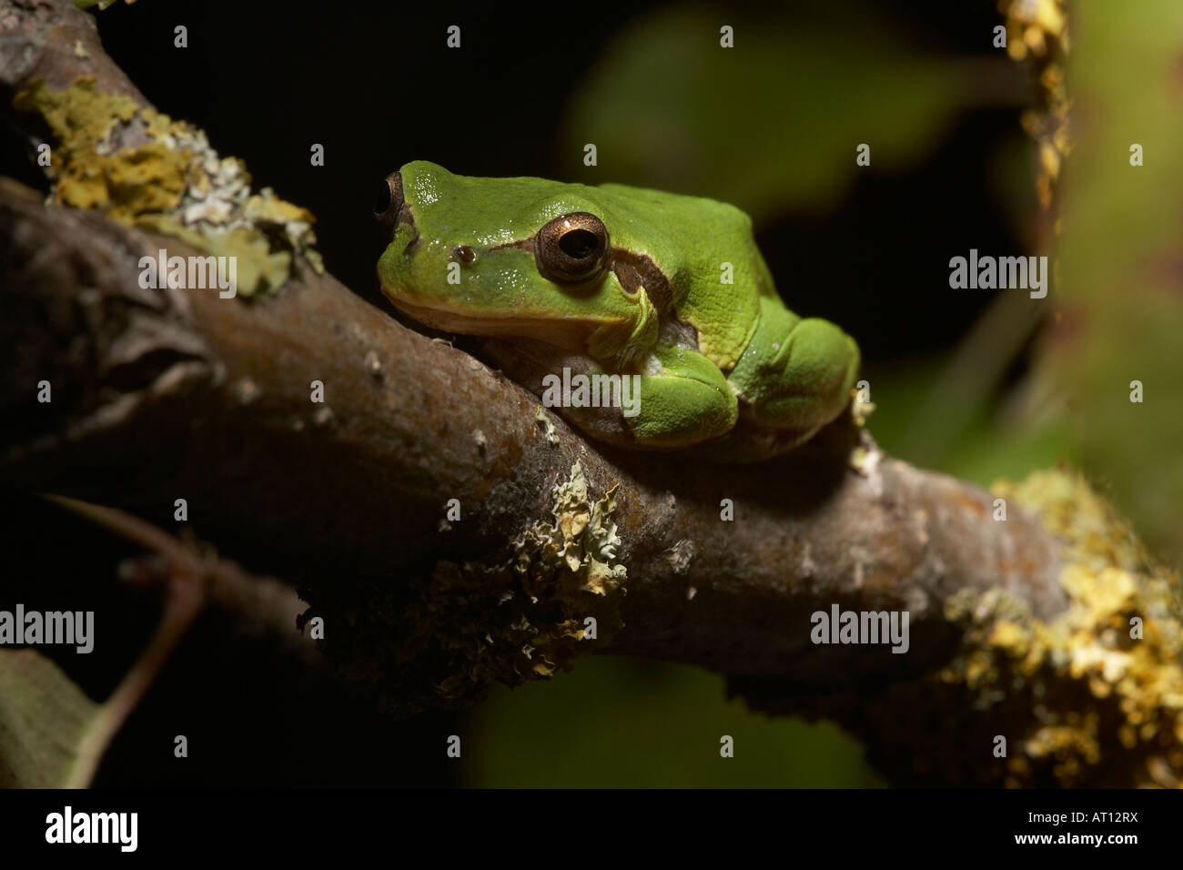 Italian Tree Frog Hyla intermedia Central Italy Stock Photo - Alamy