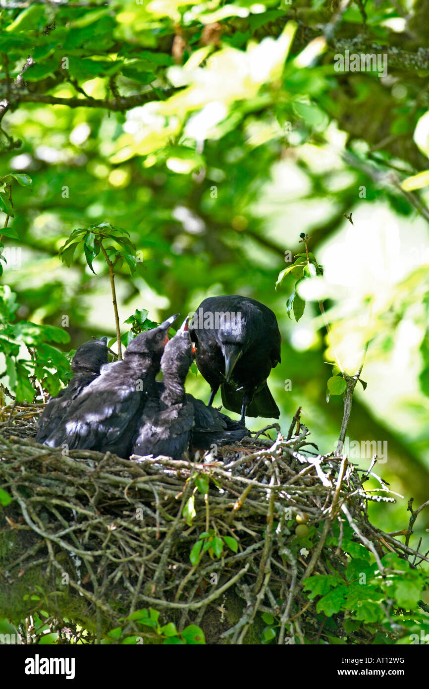 CARRION CROW CORVUS CORONE FEEDING YOUNG IN NEST Stock Photo - Alamy