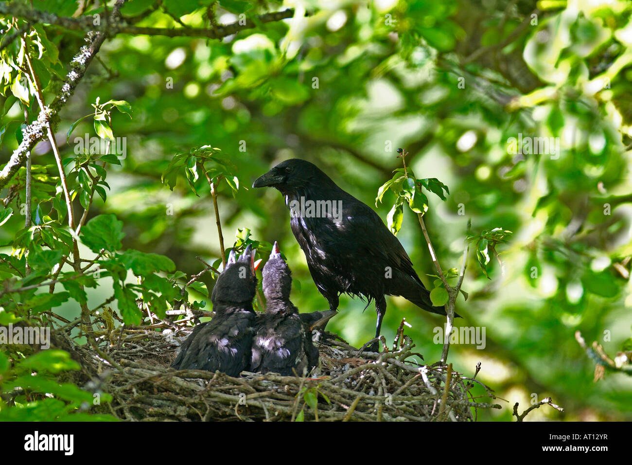 CARRION CROW CORVUS CORONE FEEDING YOUNG IN NEST Stock Photo - Alamy