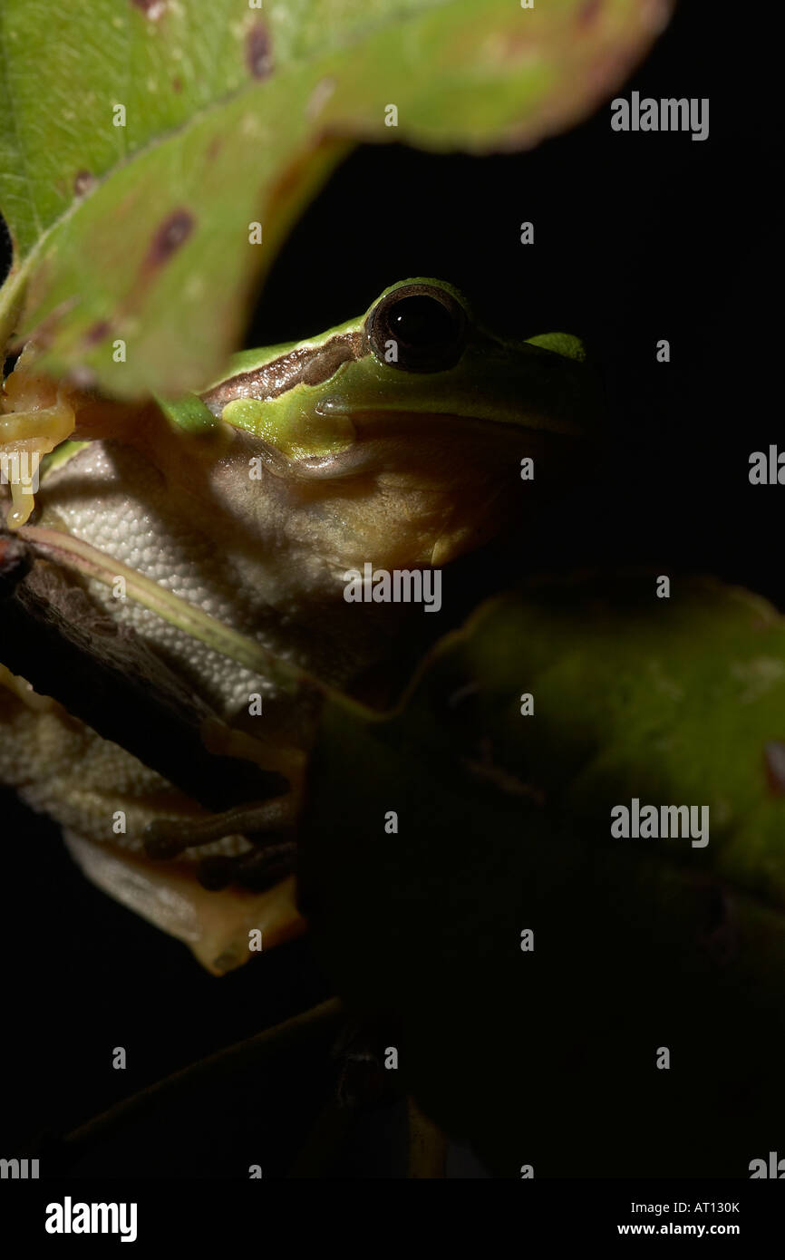Italian Tree Frog Hyla intermedia Central Italy Stock Photo - Alamy