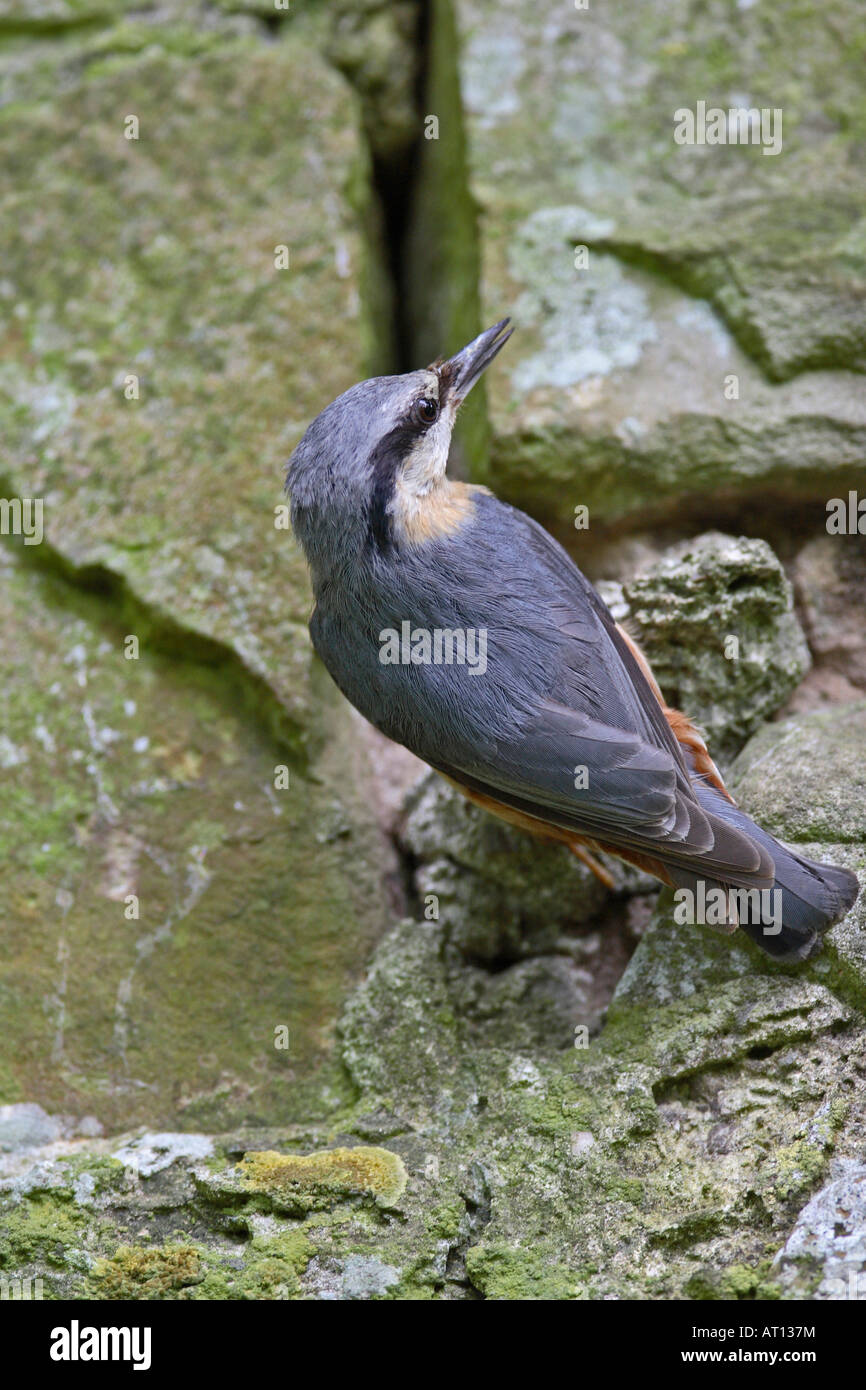 NUTHATCH SITTA EUROPAEA AT NEST HOLE IN WALL Stock Photo - Alamy