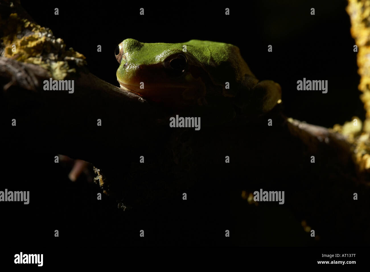 Italian Tree Frog Hyla intermedia Central Italy Stock Photo - Alamy