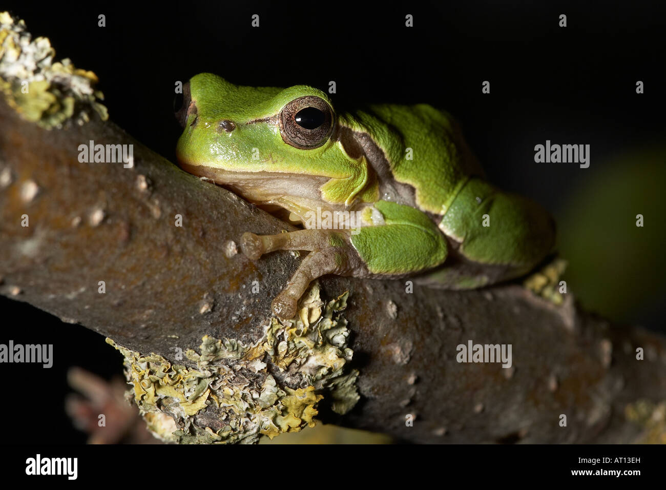 Italian Tree Frog Hyla intermedia Central Italy Stock Photo - Alamy