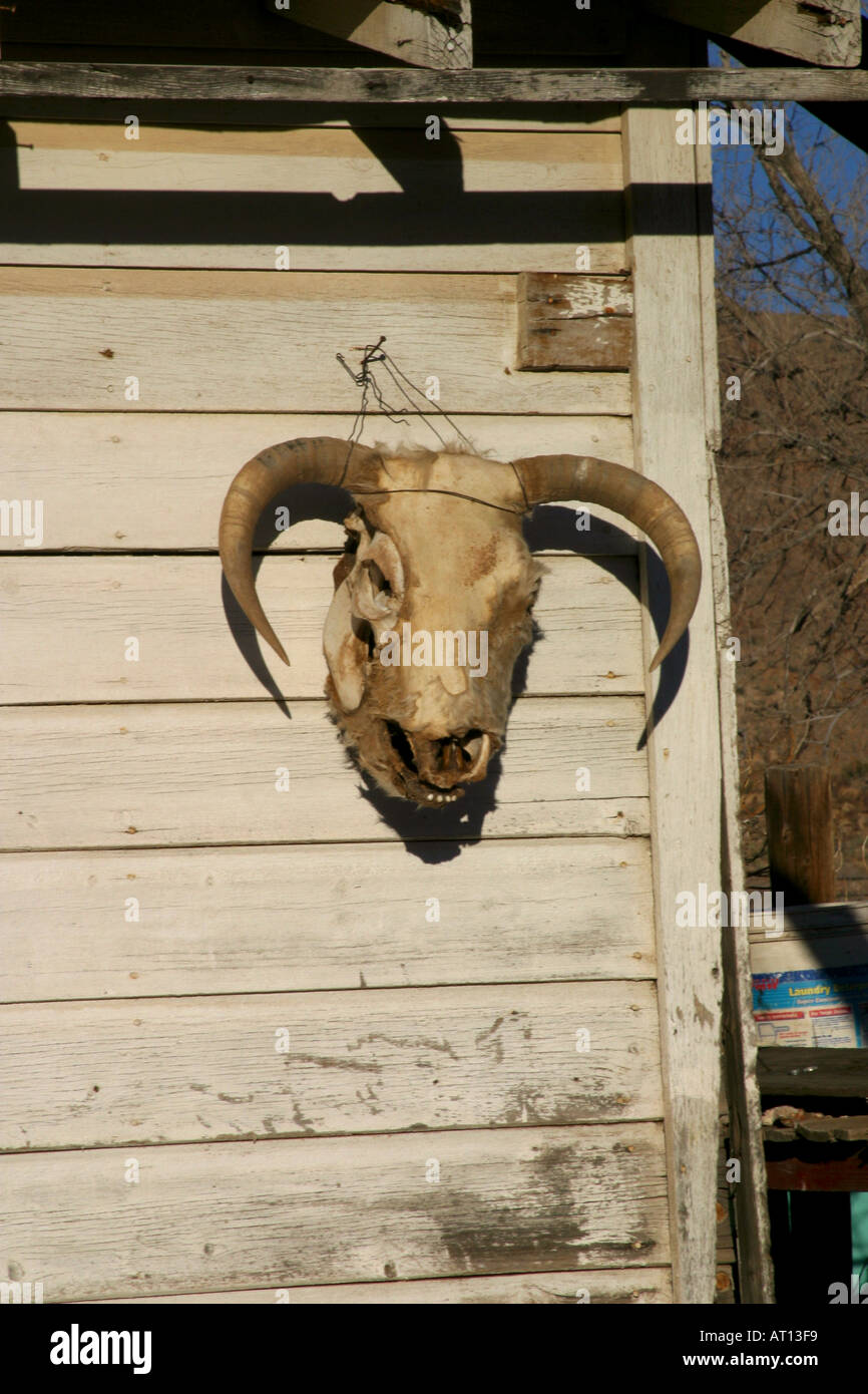 Cattle head on the side of a shack Stock Photo - Alamy
