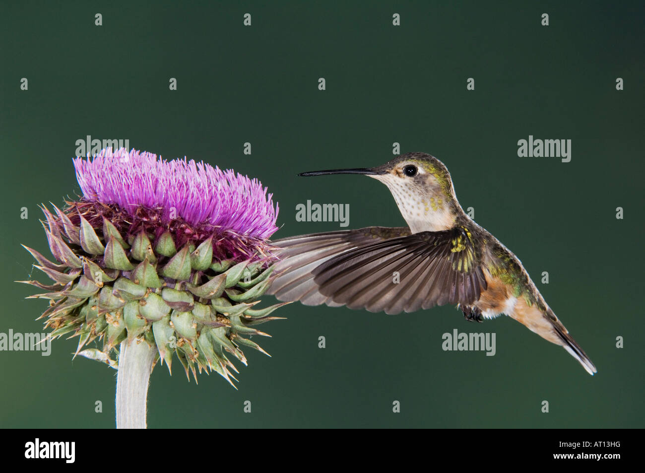 Hummingbird wings thistle hi-res stock photography and images - Alamy