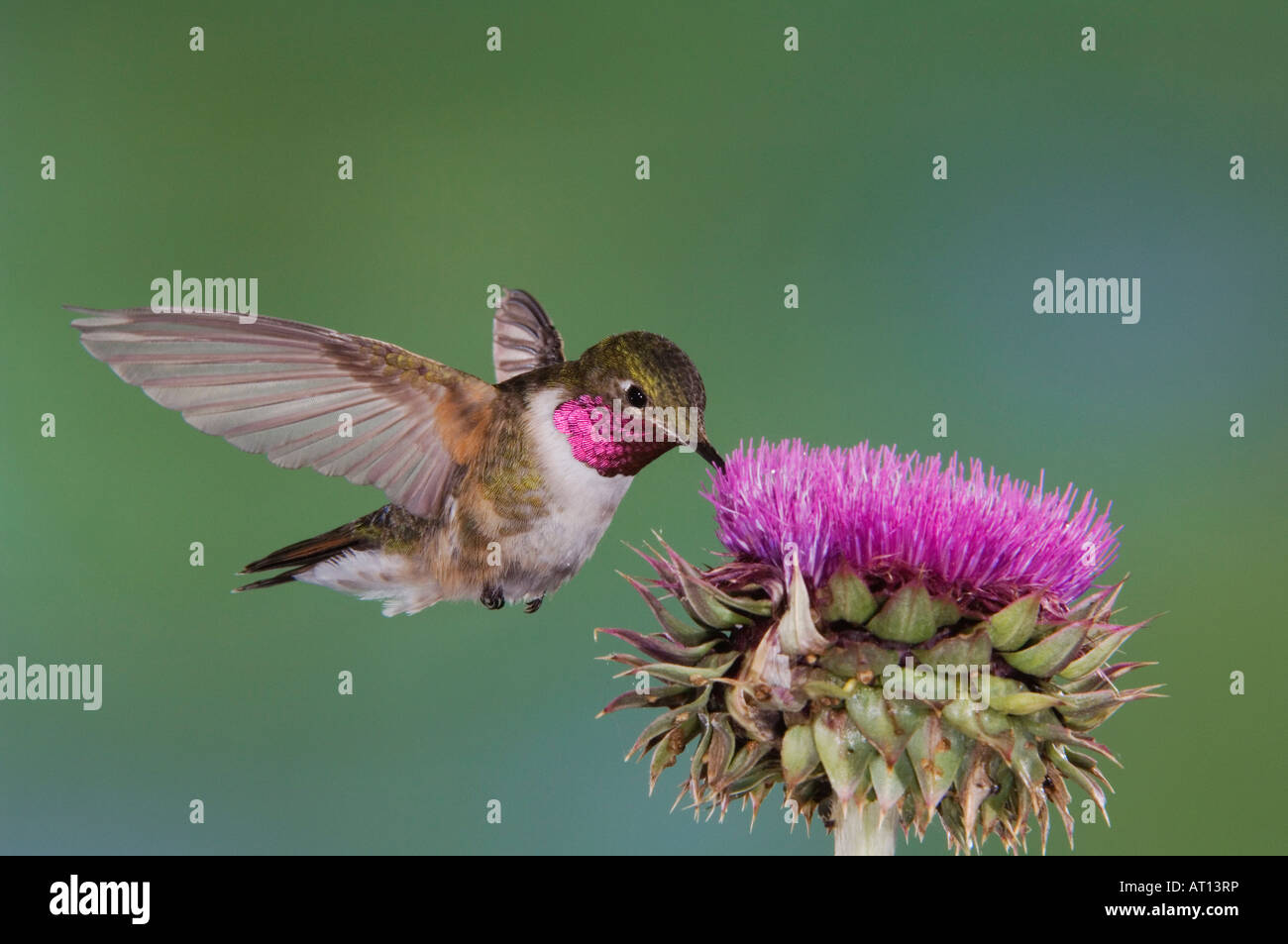 Broad-tailed Hummingbird Selasphorus platycercus male in flight feeding ...