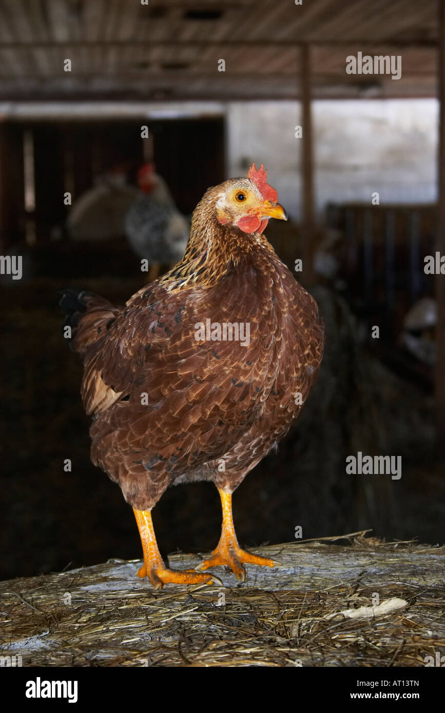 Hen stable hi-res stock photography and images - Alamy