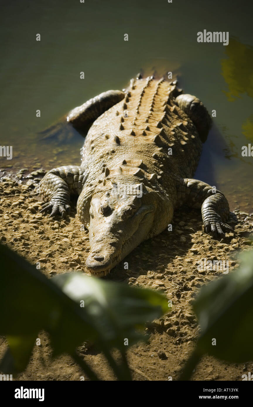 Angry crocodile hi-res stock photography and images - Alamy