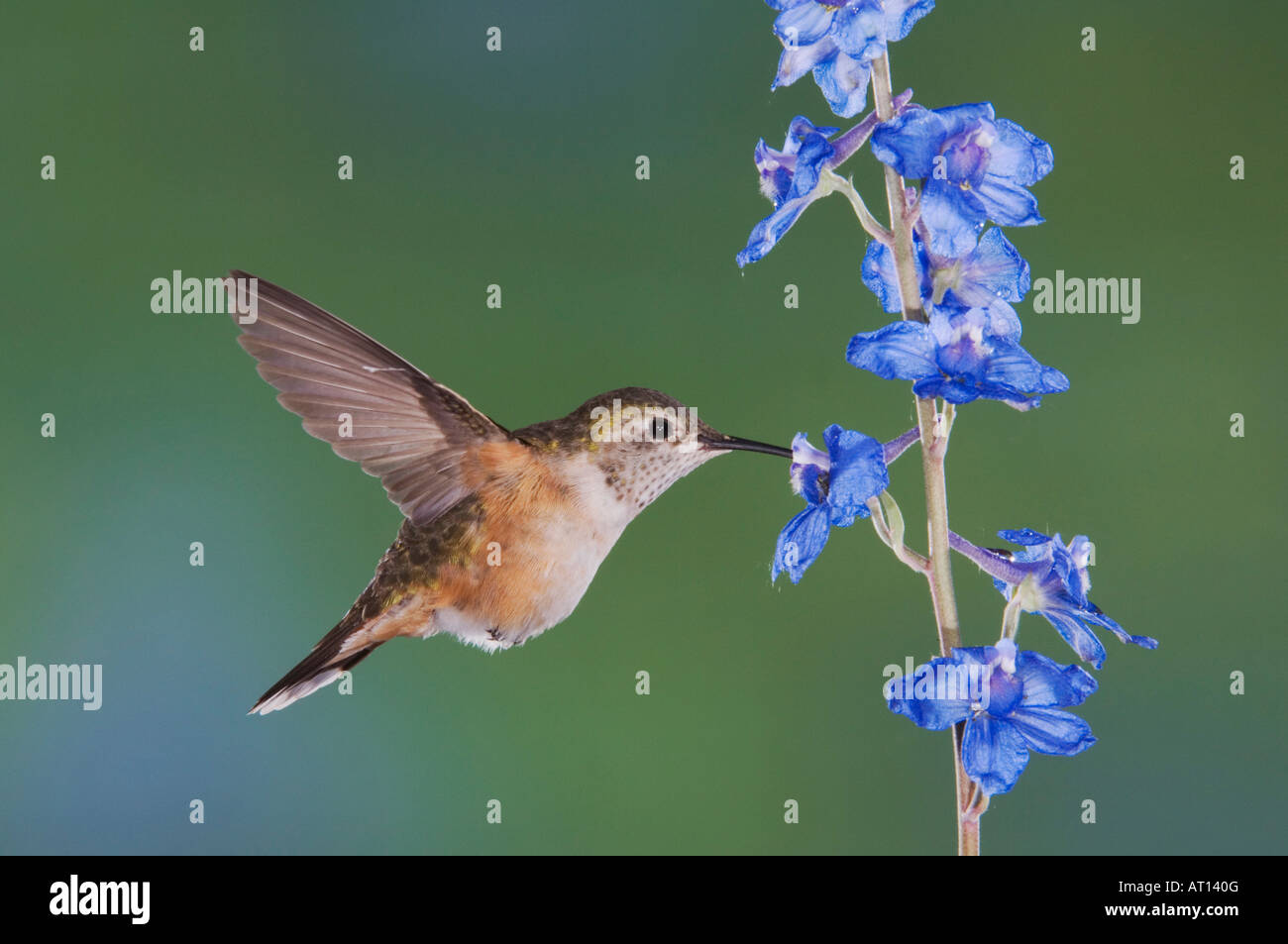 Broad-tailed Hummingbird Selasphorus platycercus female in flight ...