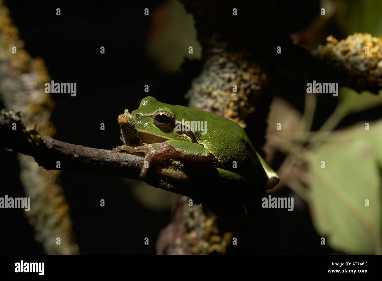 Italian Tree Frog Hyla intermedia Central Italy Stock Photo - Alamy