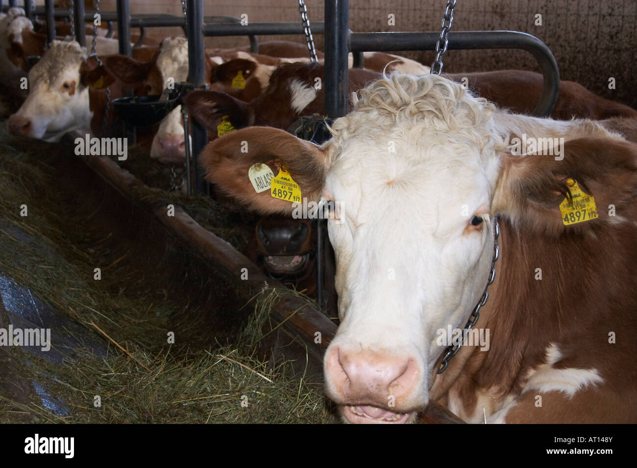 Cowsheds Stock Photos & Cowsheds Stock Images - Alamy